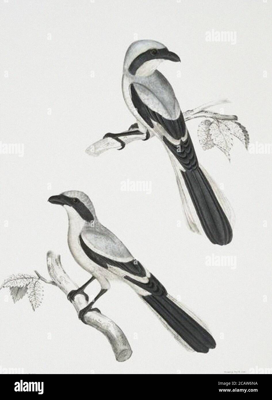 vintage animal illustration vintage classical artistic drawing Stock ...