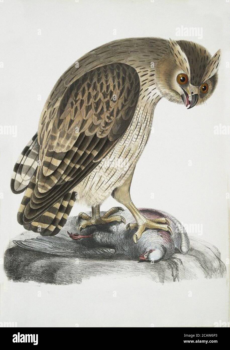 vintage animal illustration vintage classical artistic drawing Stock ...