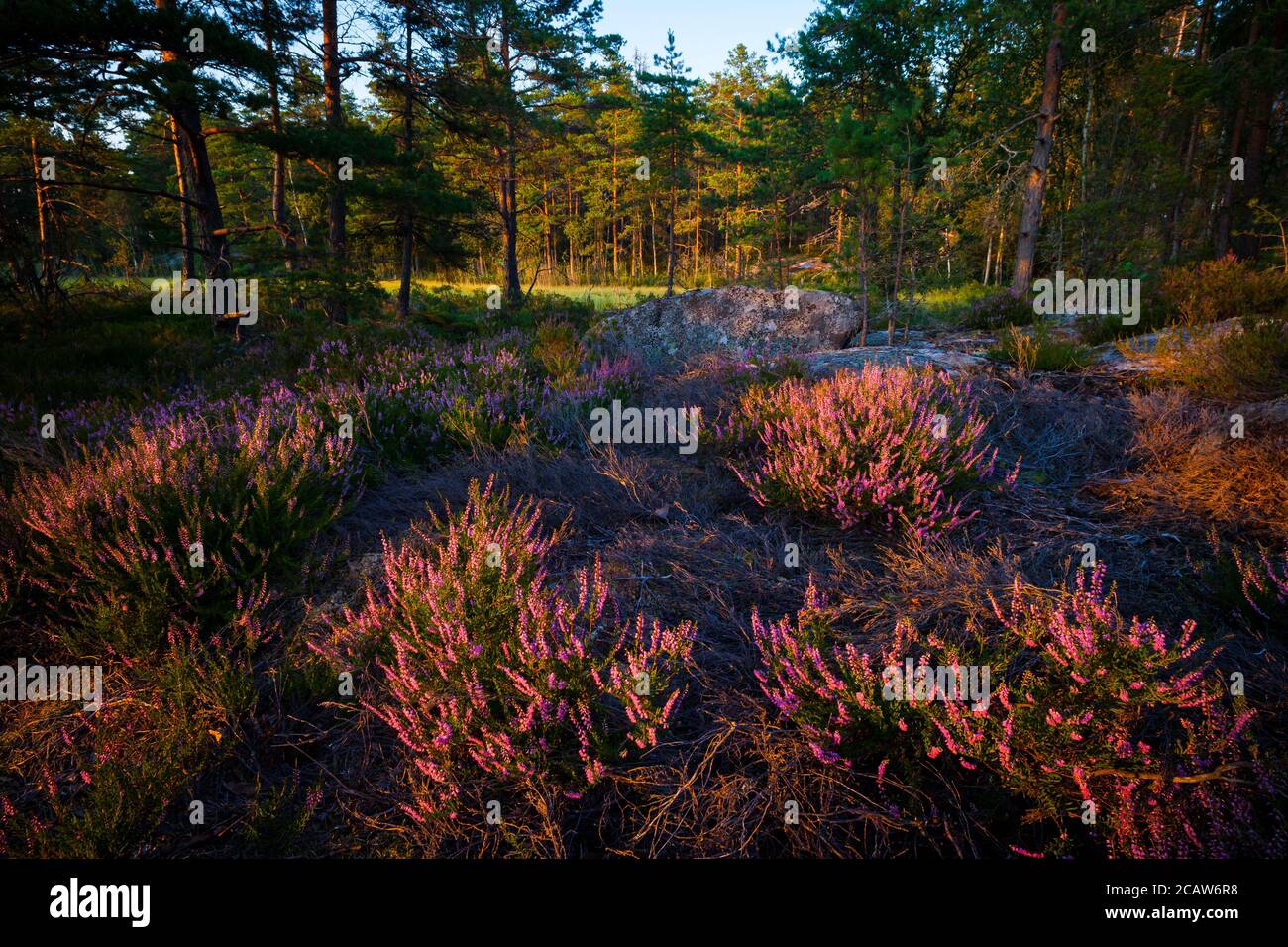 Common heather, Calluna vulgaris, at the island Brattholmen in the lake ...