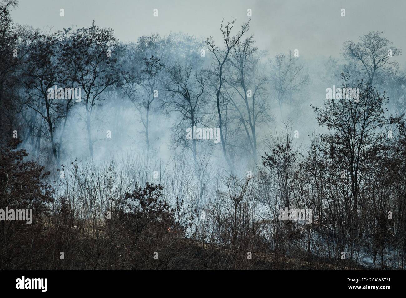fire and smoke in the forest Stock Photo - Alamy
