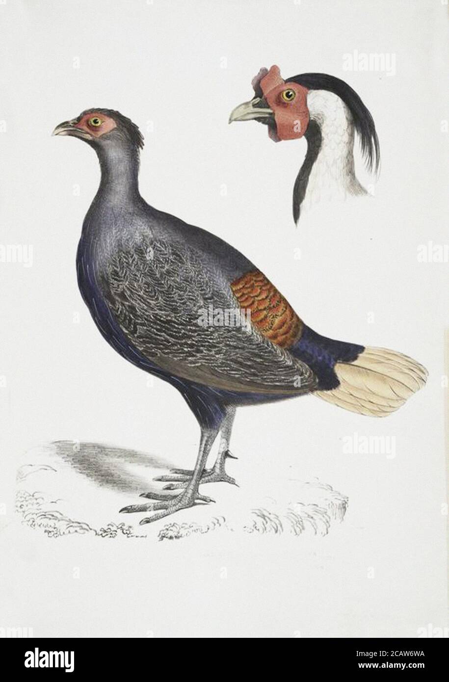 vintage animal illustration vintage classical artistic drawing Stock ...