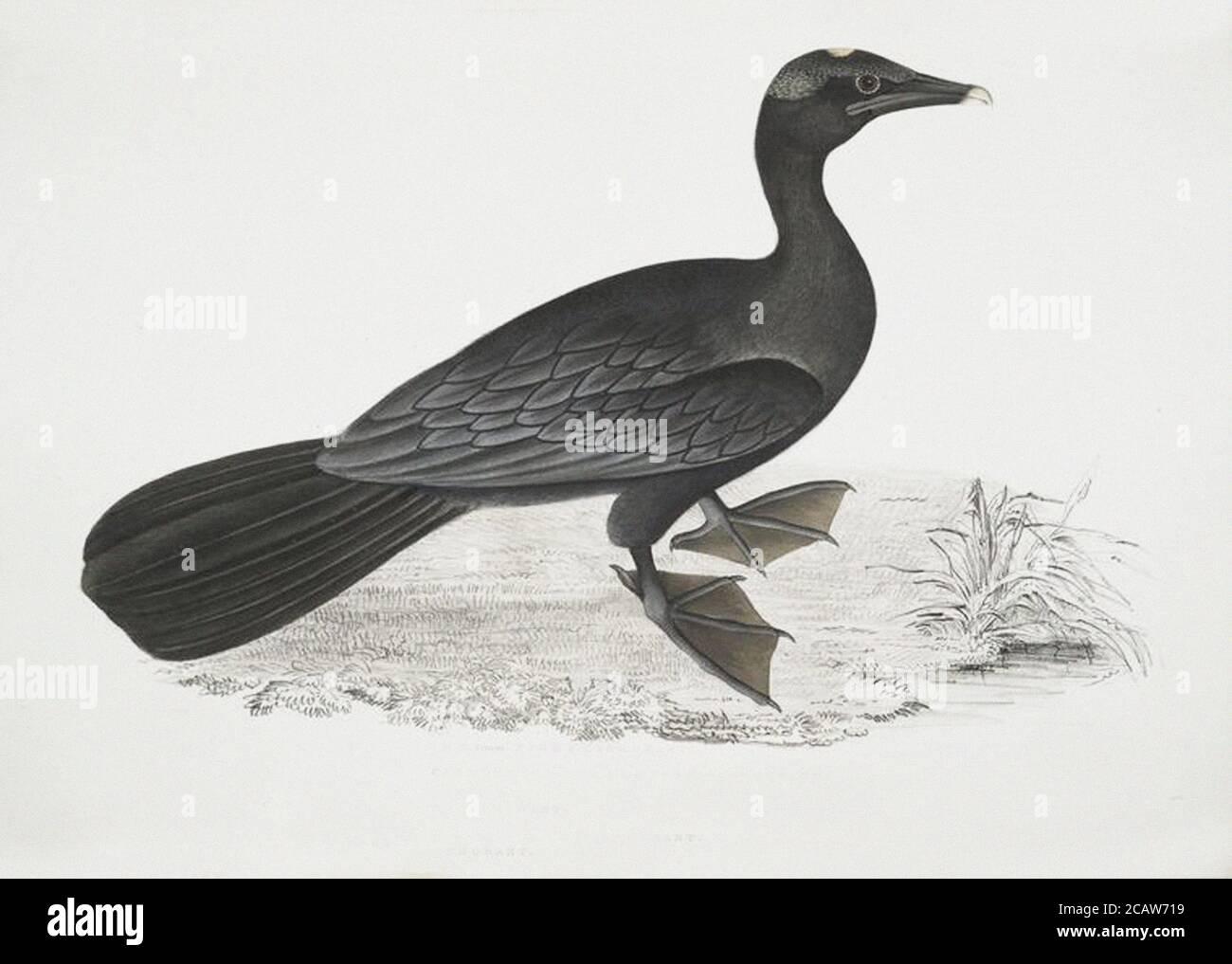 vintage animal illustration vintage classical artistic drawing Stock ...