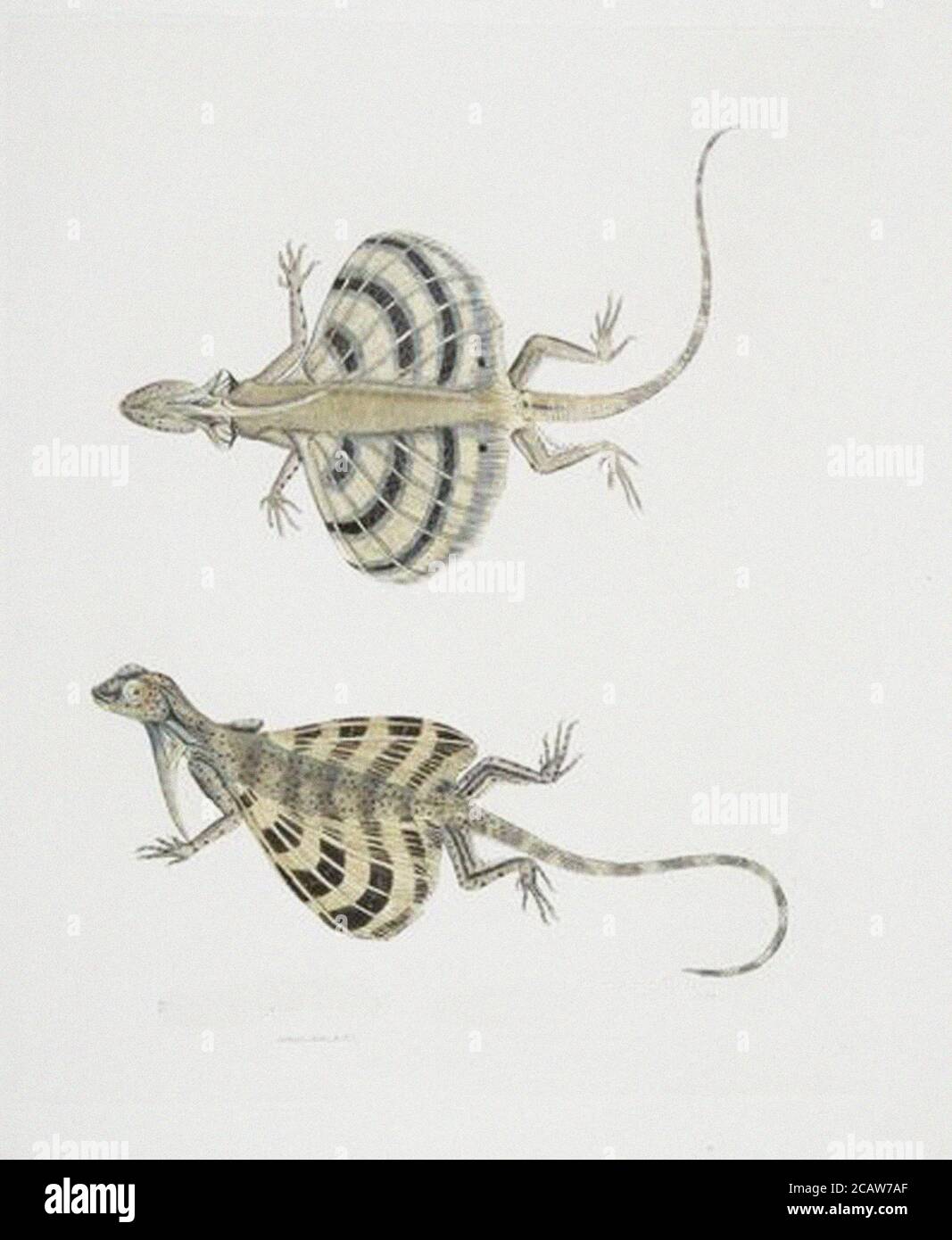 vintage animal illustration vintage classical artistic drawing Stock ...