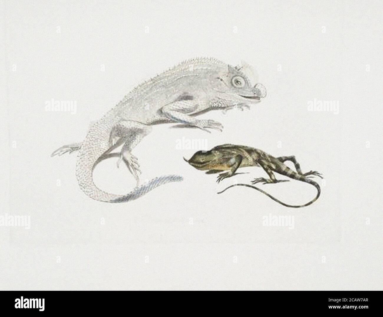 vintage animal illustration vintage classical artistic drawing Stock ...