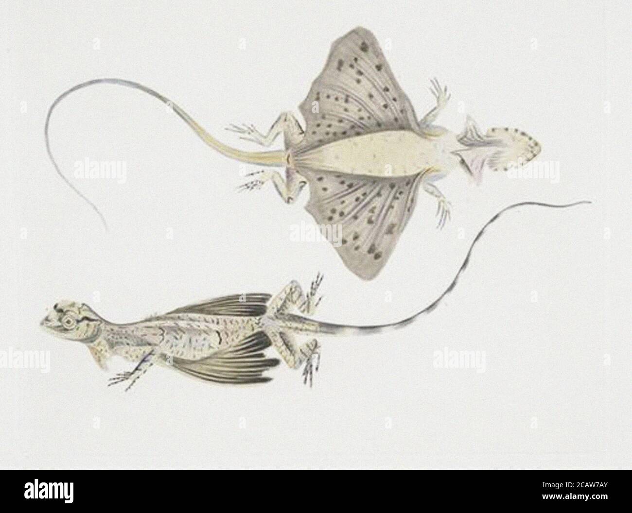 vintage animal illustration vintage classical artistic drawing Stock ...