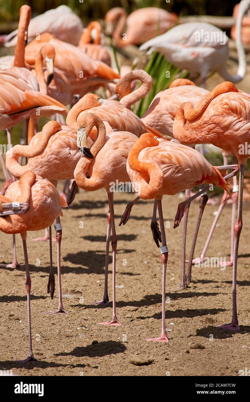 pink flamingos standing in a zoo enclosure Stock Photo - Alamy