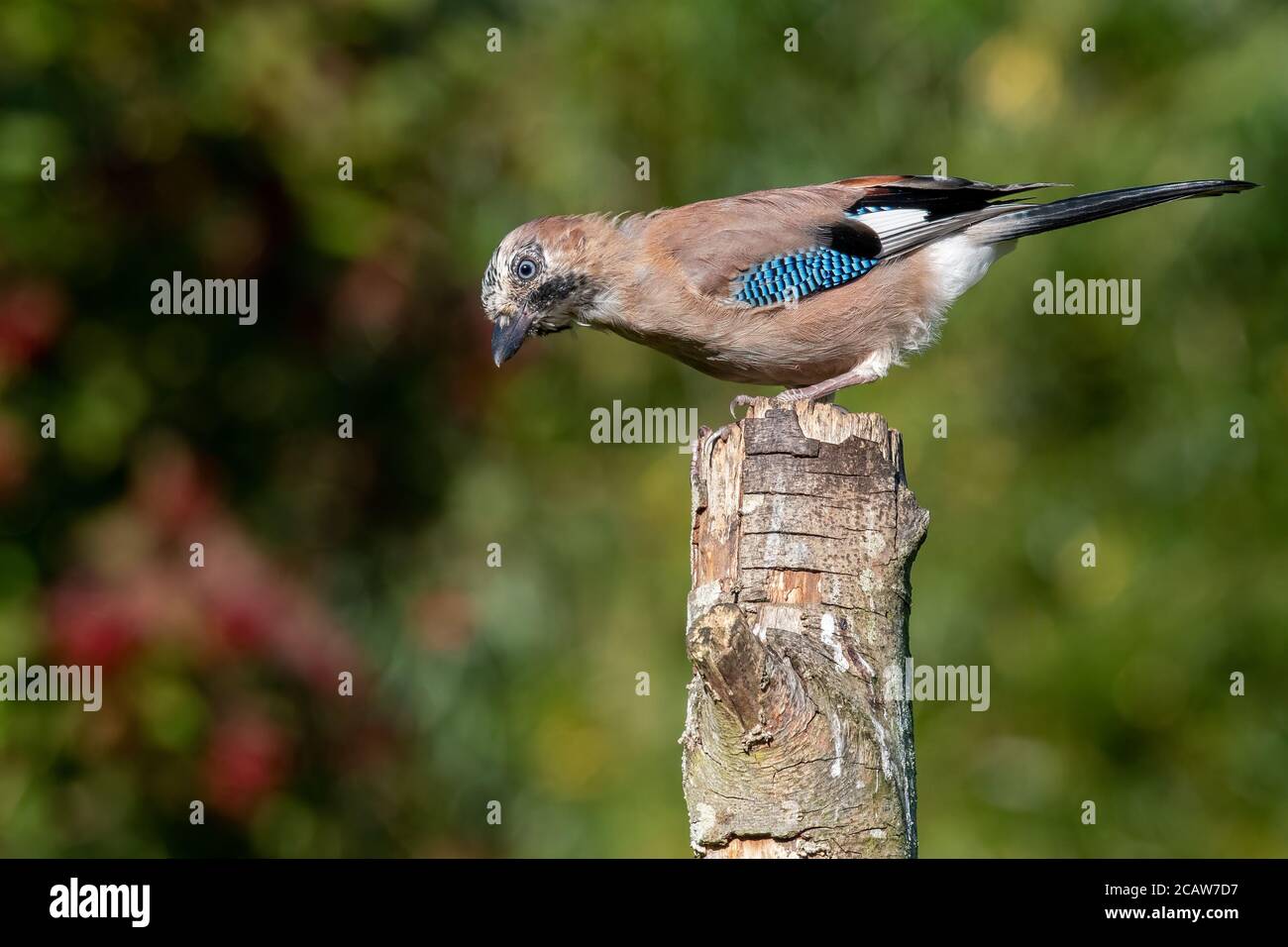 Jay fledgling hi-res stock photography and images - Alamy