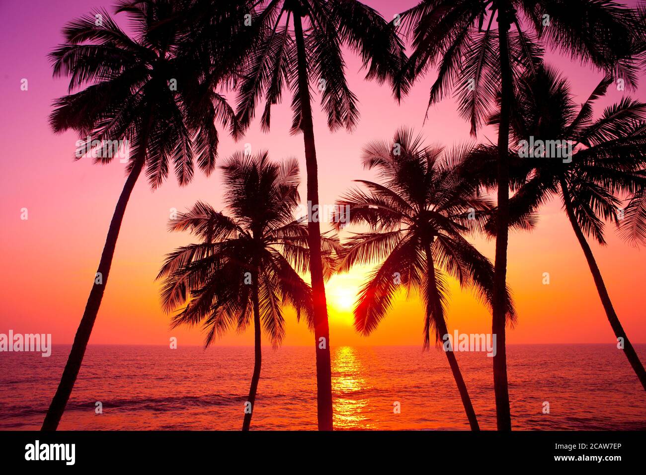 Palms and sun, tropical sunset taken in Goa, India Stock Photo - Alamy