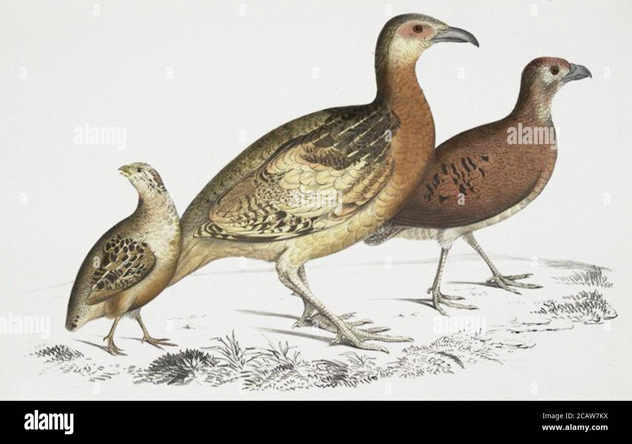 vintage animal illustration vintage classical artistic drawing Stock ...