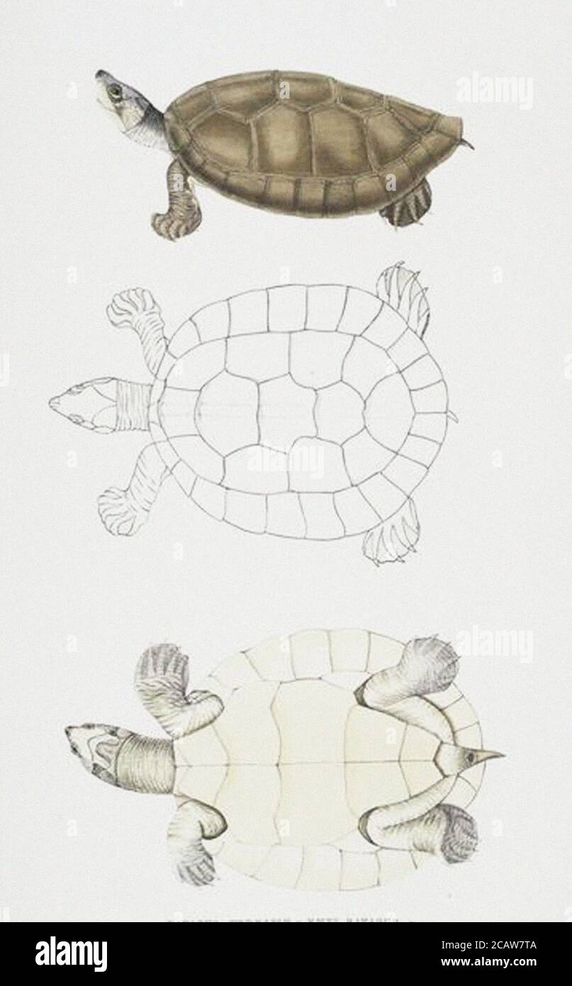 vintage animal illustration vintage classical artistic drawing Stock ...