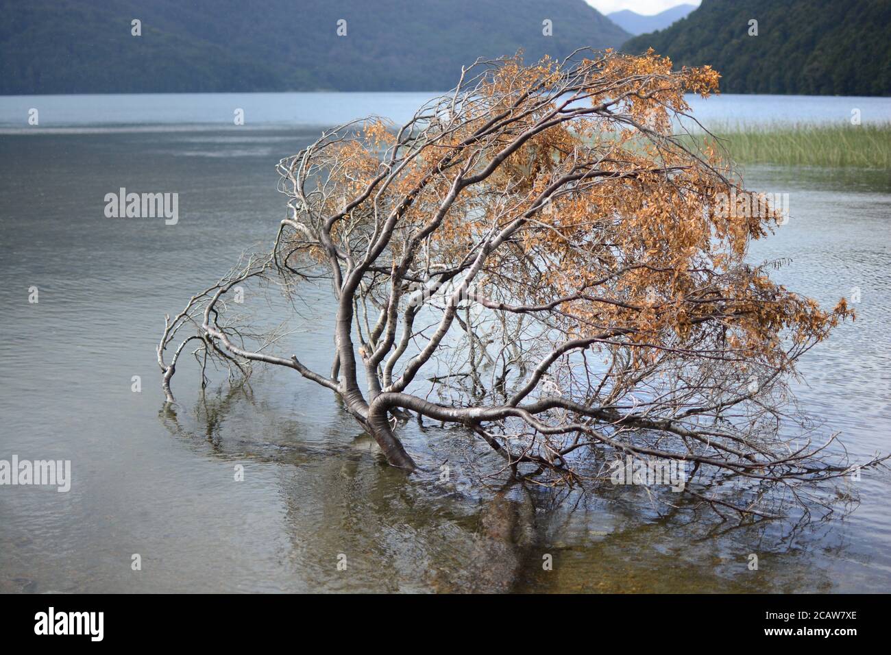Tree in lake among mountains Stock Photo - Alamy