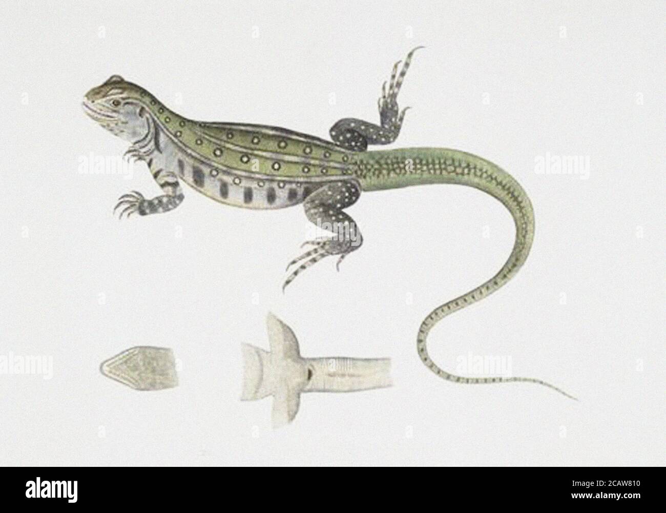 vintage animal illustration vintage classical artistic drawing Stock ...