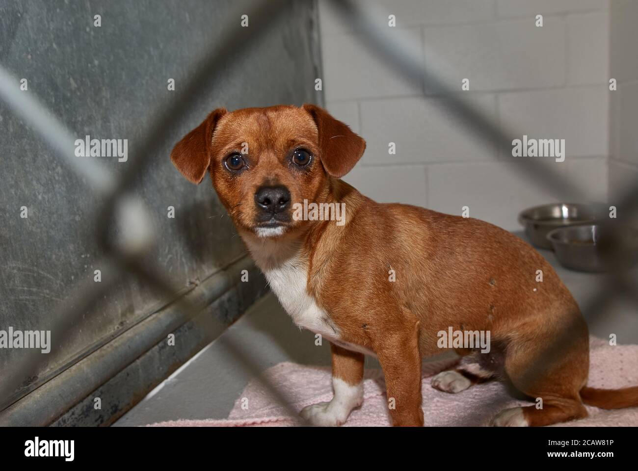 small dog in a cage at a shelter looking frightened Stock Photo - Alamy