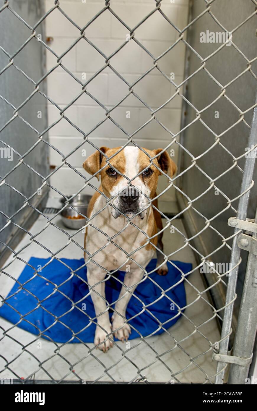 Stray and impounded dogs in cages in a shelter Stock Photo - Alamy