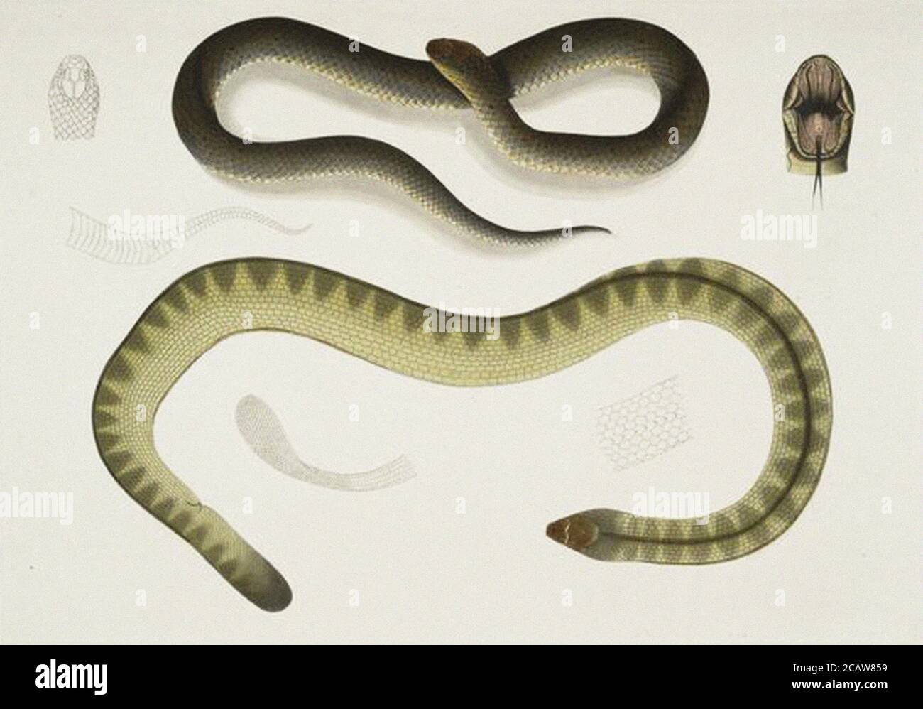 vintage animal illustration vintage classical artistic drawing Stock ...