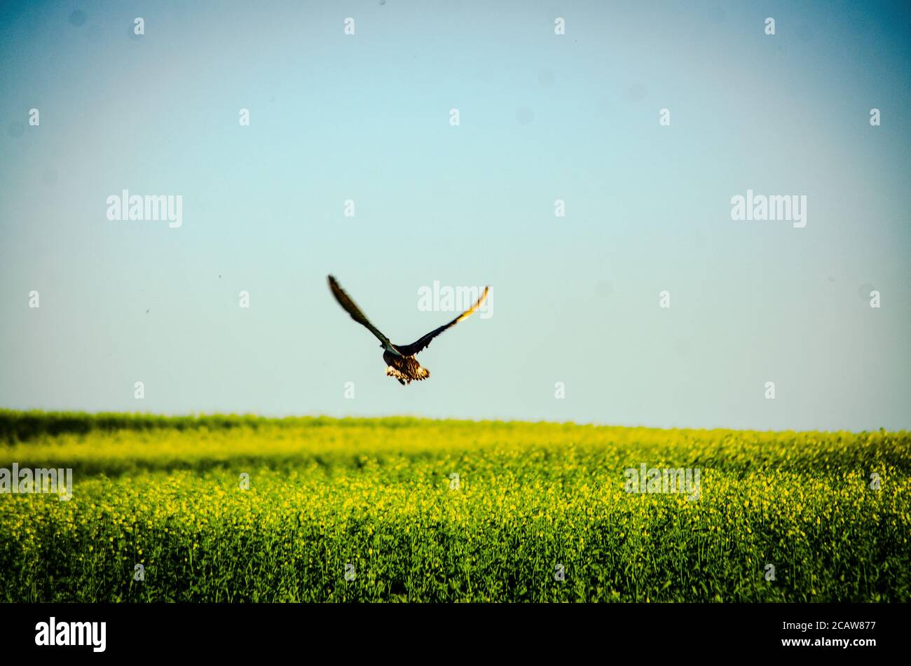 Low angle shot of a bird flying above grassland Stock Photo - Alamy