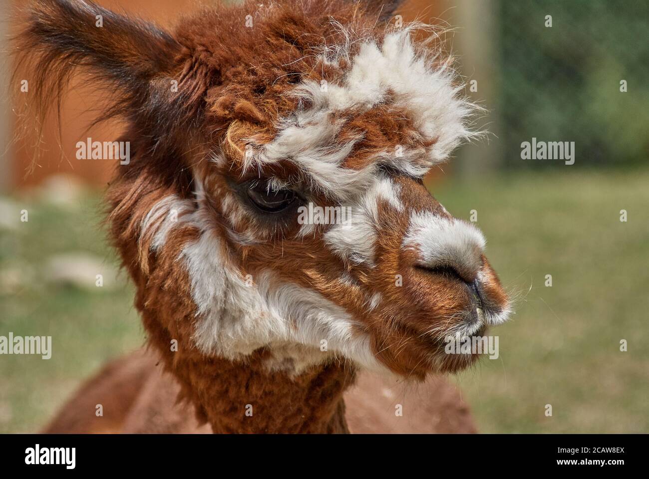 close up of llama head with brown and white fleece Stock Photo - Alamy