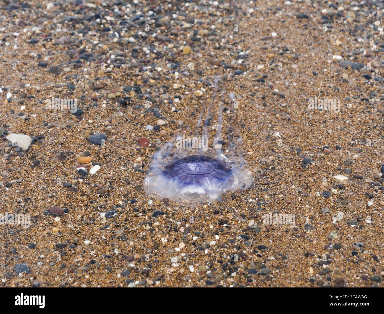 Closeup of a jellyfish lying on a pebble beach near the sea Stock Photo ...
