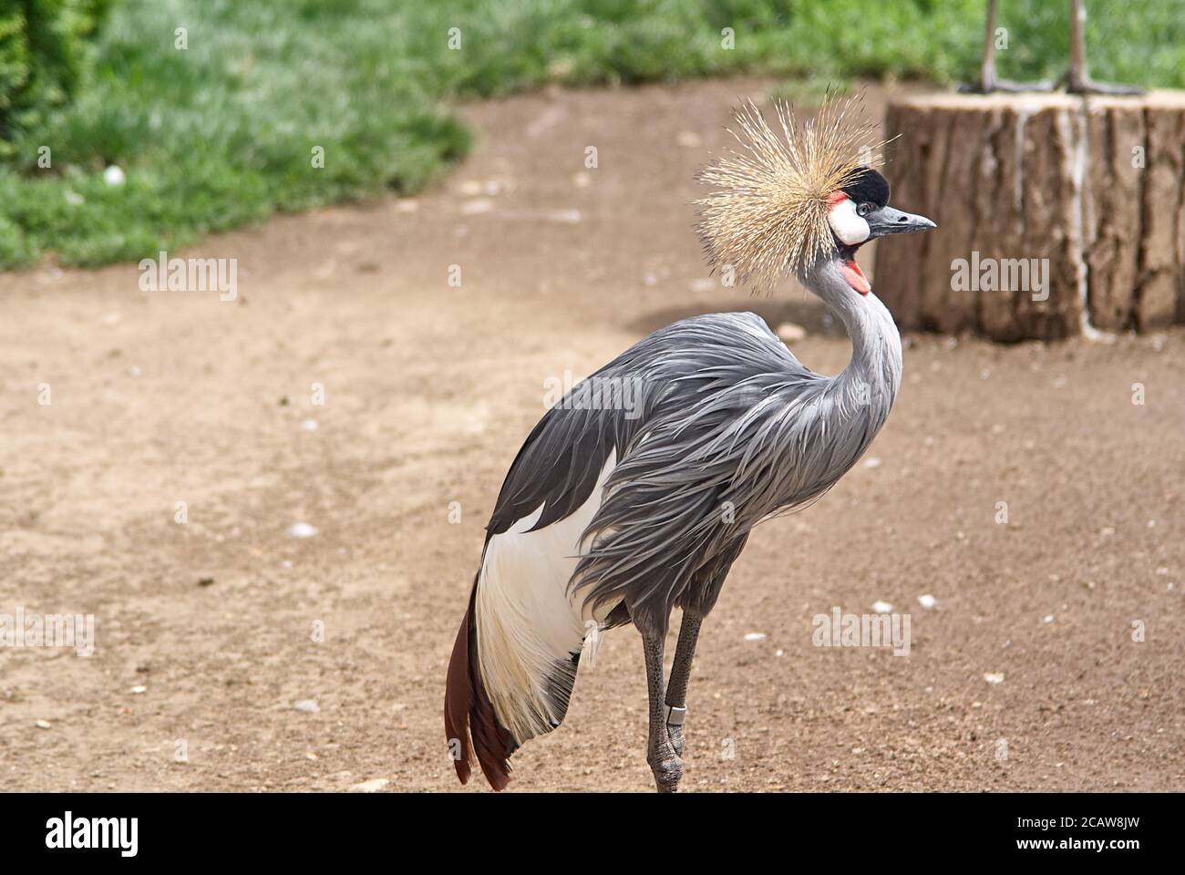 east african crowned crane Stock Photo - Alamy