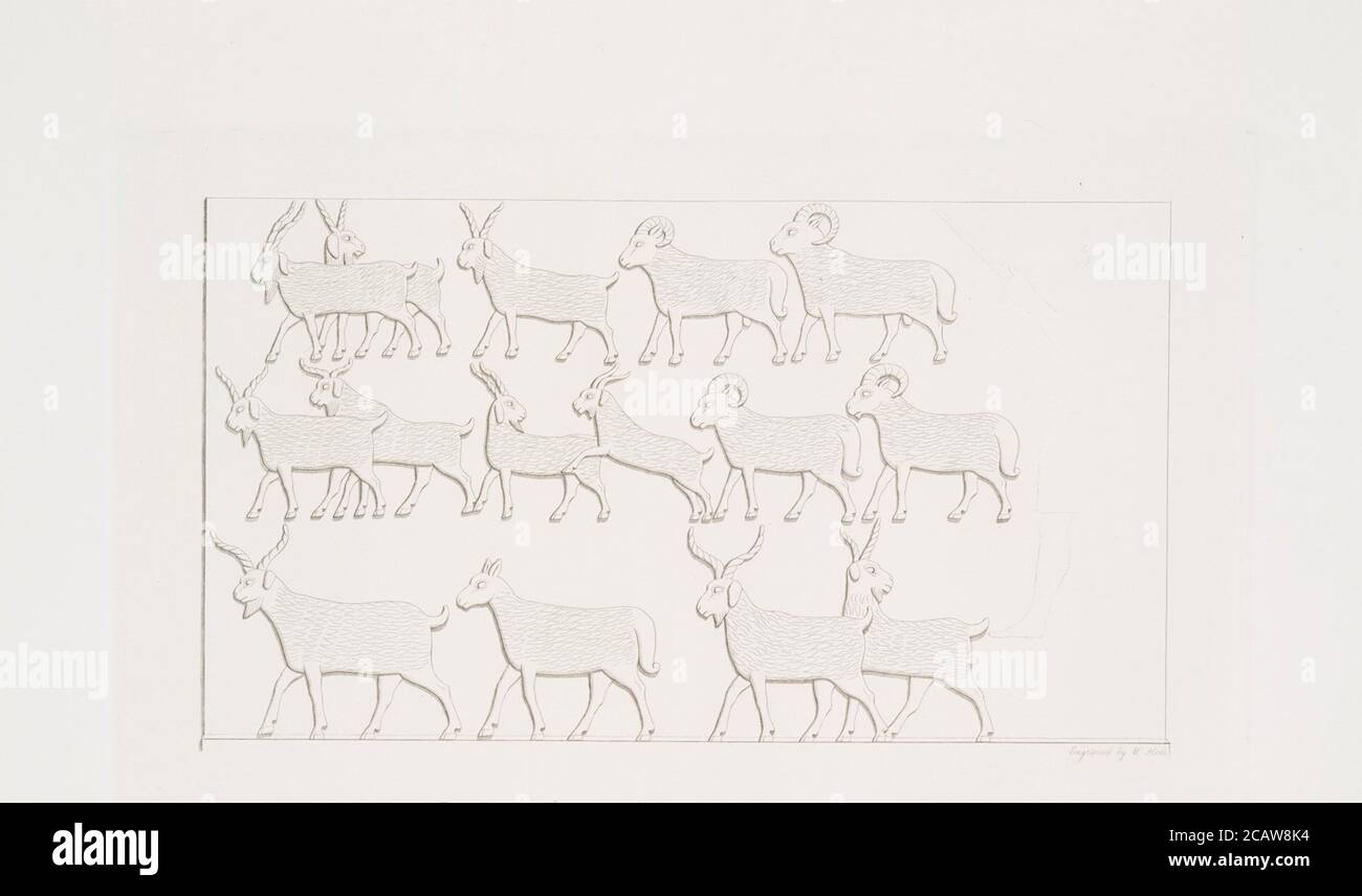 vintage animal illustration vintage classical artistic drawing Stock ...