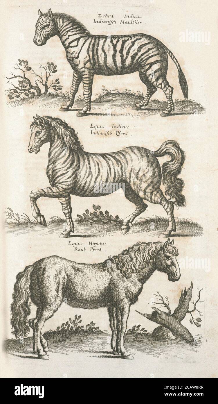 vintage animal illustration vintage classical artistic drawing Stock ...