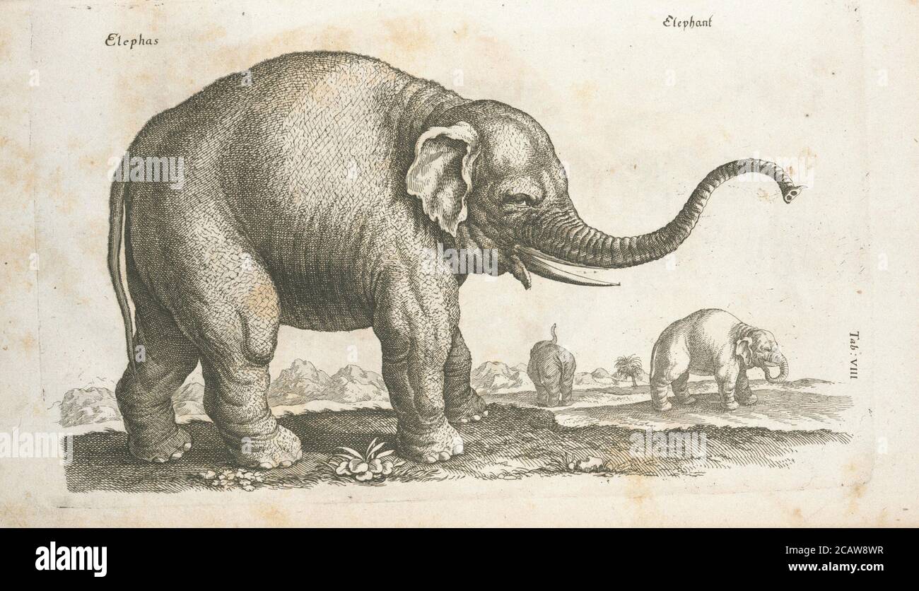 vintage animal illustration vintage classical artistic drawing Stock ...