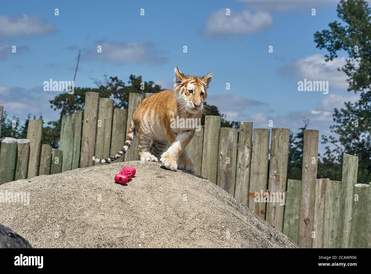 liger cub in a zoo Stock Photo - Alamy