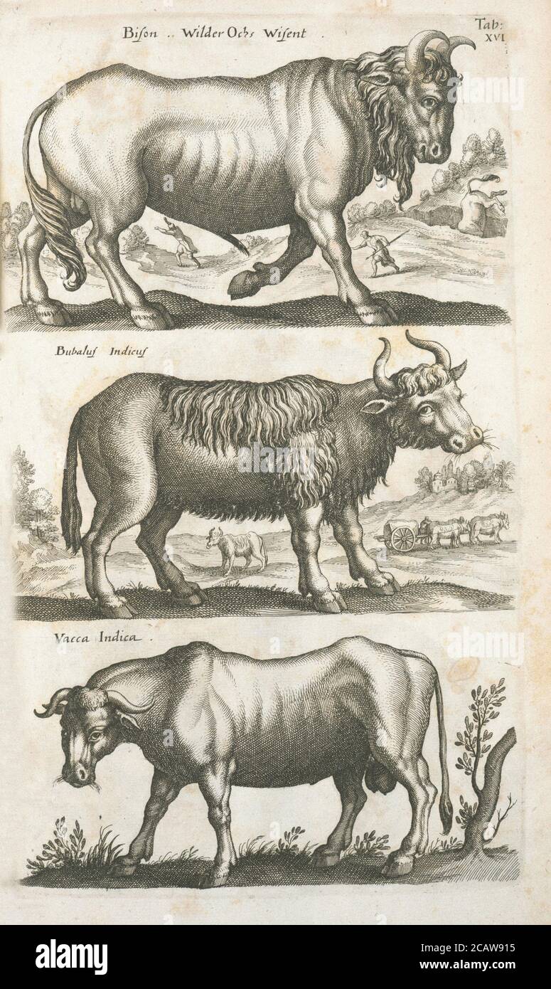 vintage animal illustration vintage classical artistic drawing Stock ...