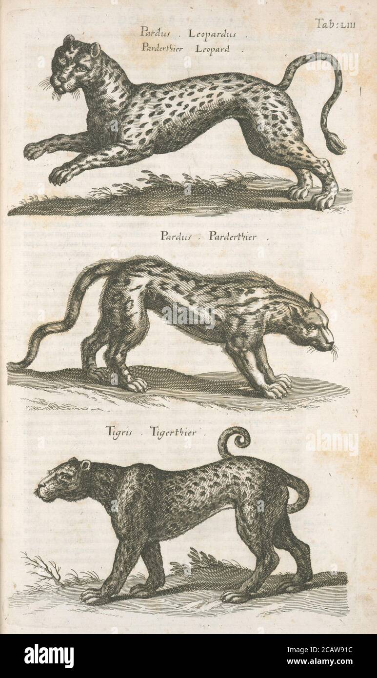 vintage animal illustration vintage classical artistic drawing Stock ...
