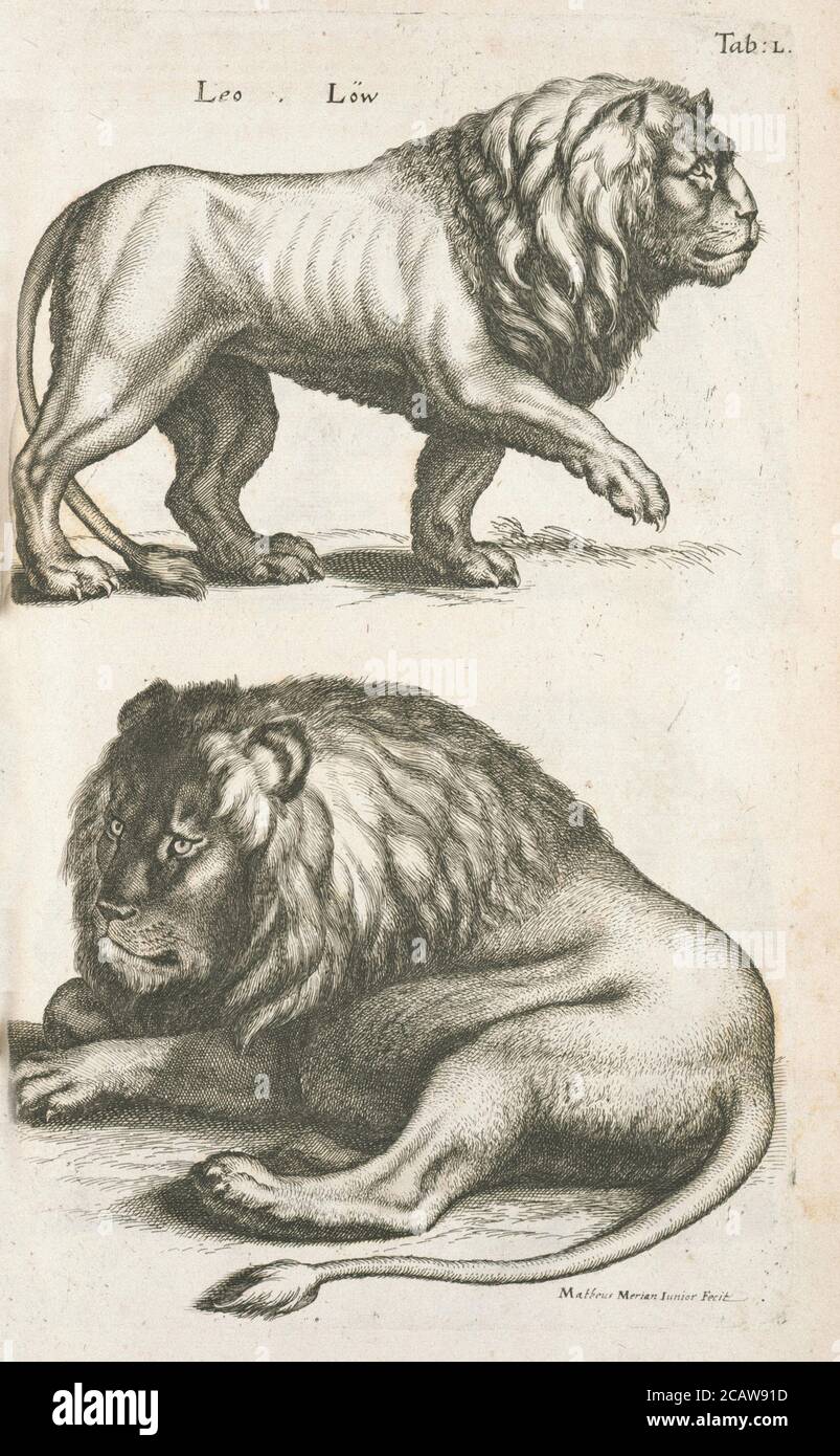 vintage animal illustration vintage classical artistic drawing Stock ...