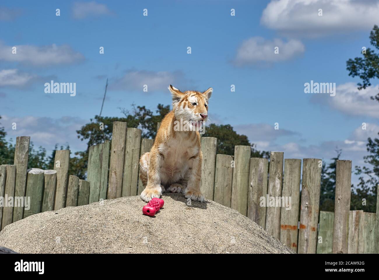 liger cub in a zoo Stock Photo - Alamy