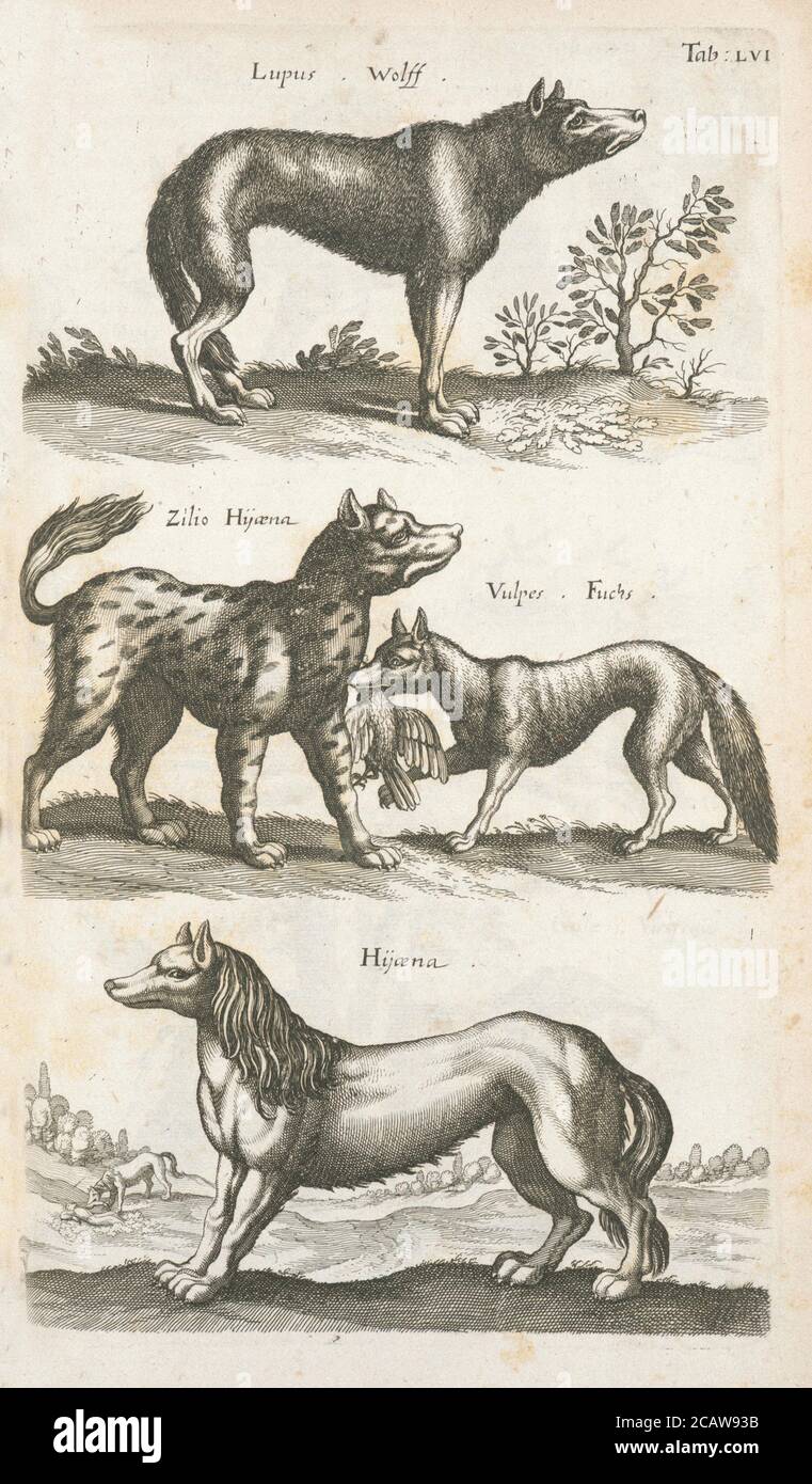 vintage animal illustration vintage classical artistic drawing Stock ...