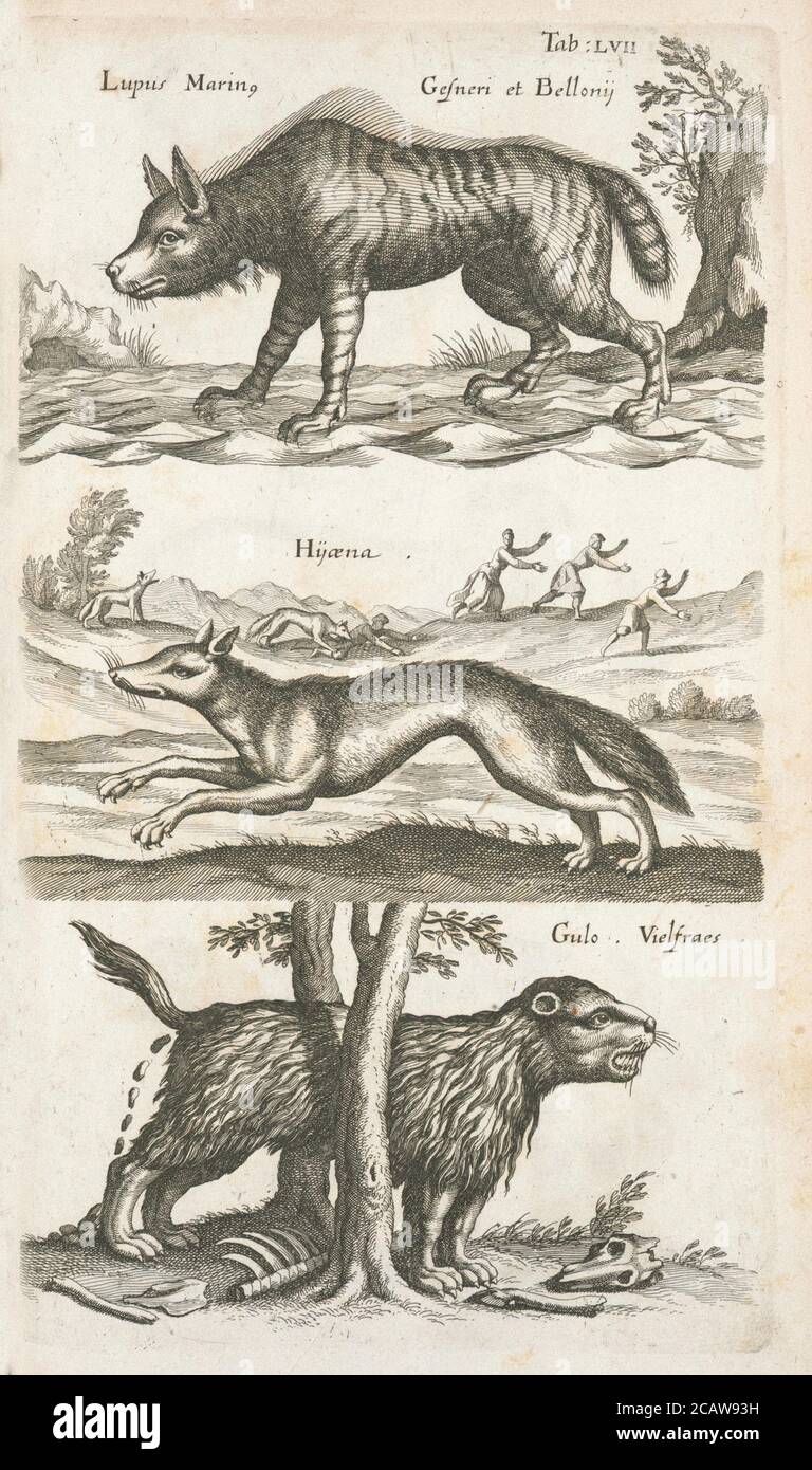 vintage animal illustration vintage classical artistic drawing Stock ...
