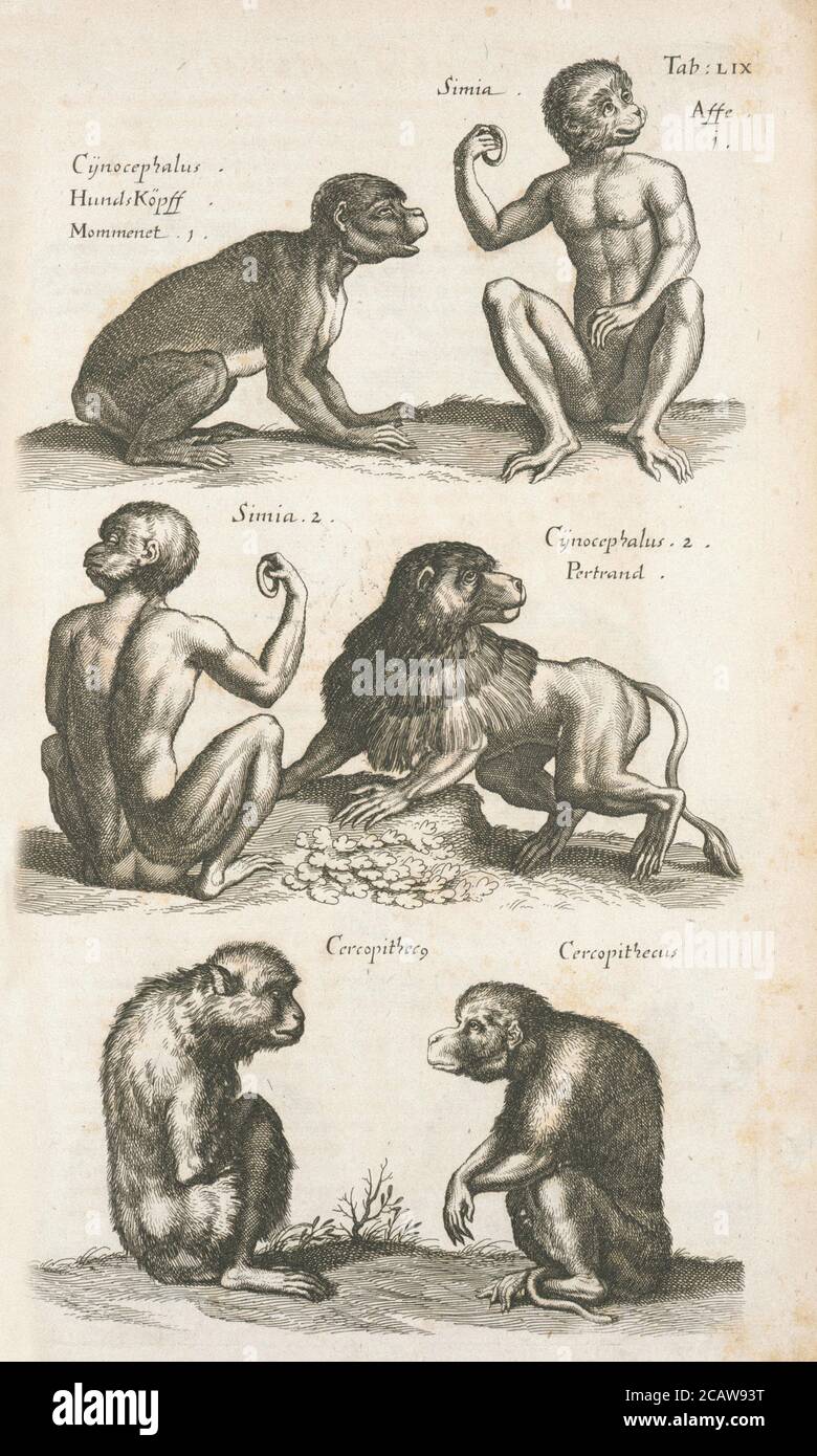 vintage animal illustration vintage classical artistic drawing Stock ...