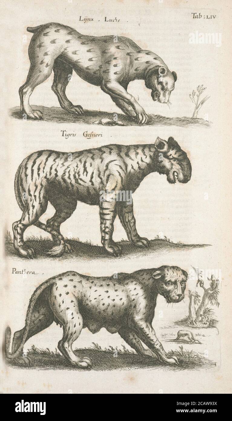 vintage animal illustration vintage classical artistic drawing Stock ...