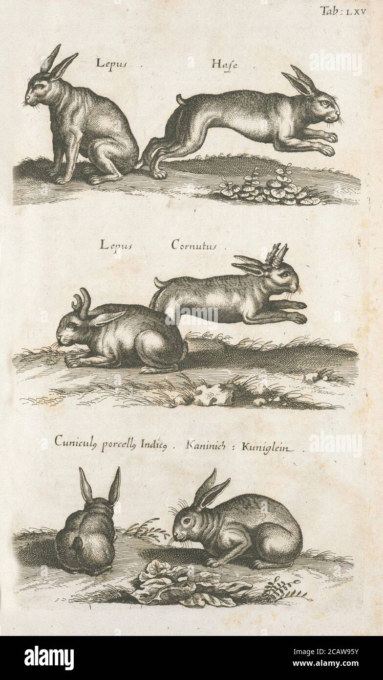 vintage animal illustration vintage classical artistic drawing Stock ...