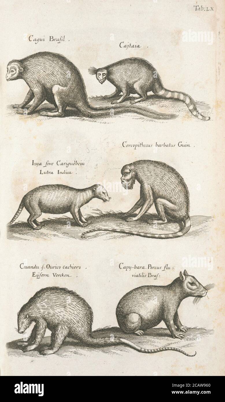 vintage animal illustration vintage classical artistic drawing Stock ...