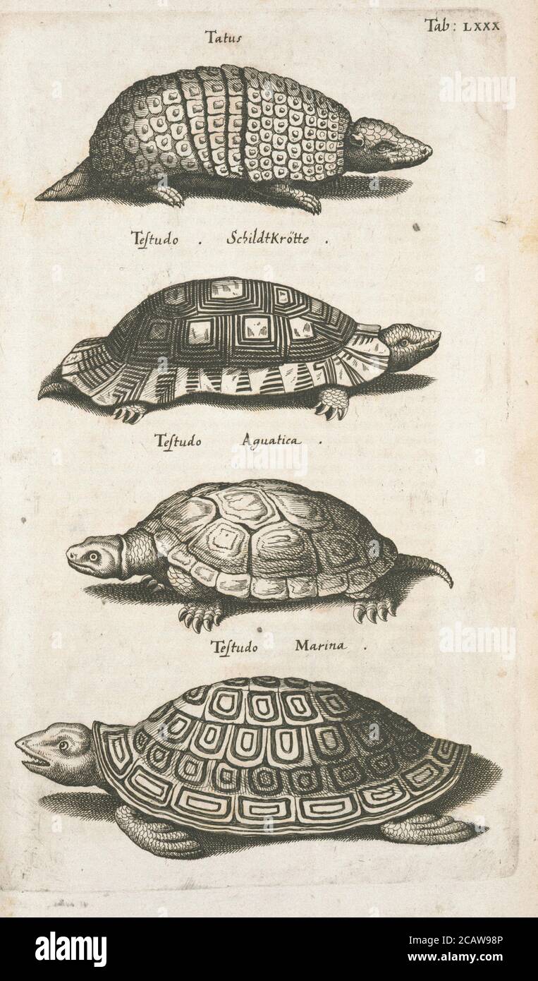 vintage animal illustration vintage classical artistic drawing Stock ...