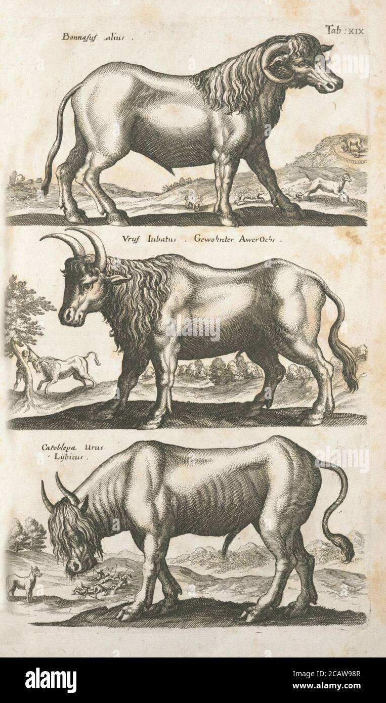 vintage animal illustration vintage classical artistic drawing Stock ...