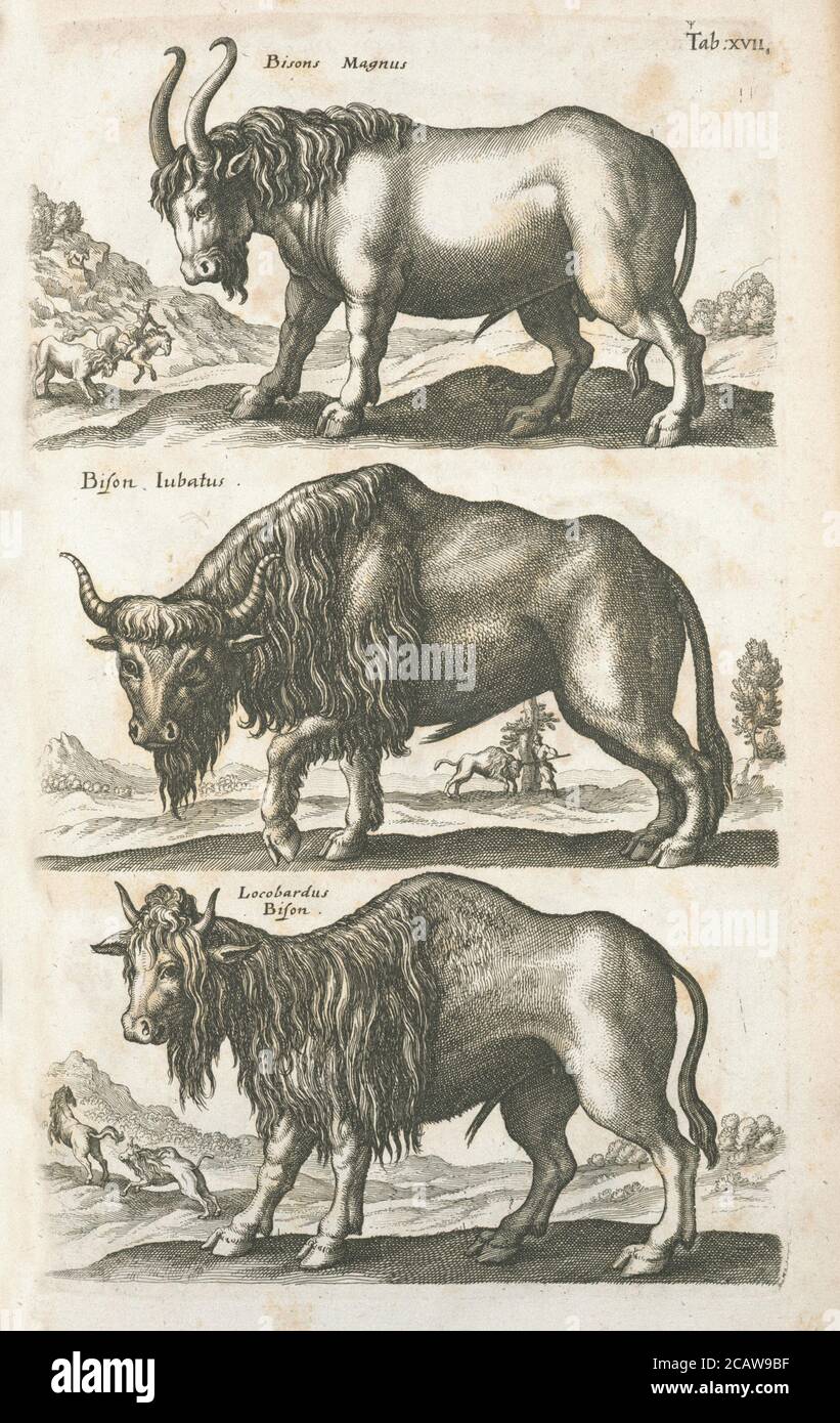 vintage animal illustration vintage classical artistic drawing Stock ...