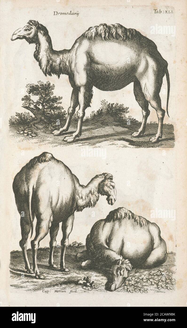 vintage animal illustration vintage classical artistic drawing Stock ...