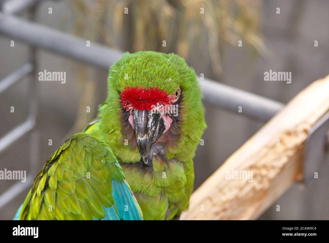 Colourful parrots hi-res stock photography and images - Alamy
