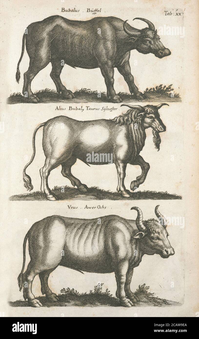 vintage animal illustration vintage classical artistic drawing Stock ...