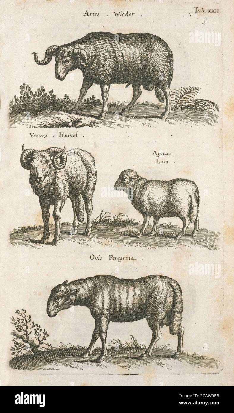 vintage animal illustration vintage classical artistic drawing Stock ...
