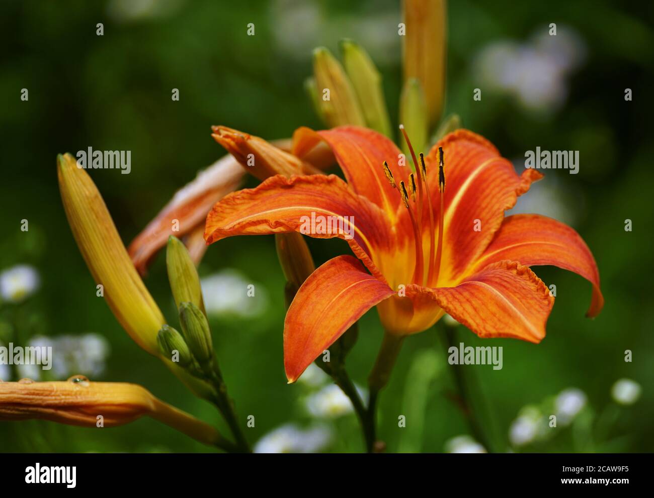Amber flower blooming Stock Photo - Alamy