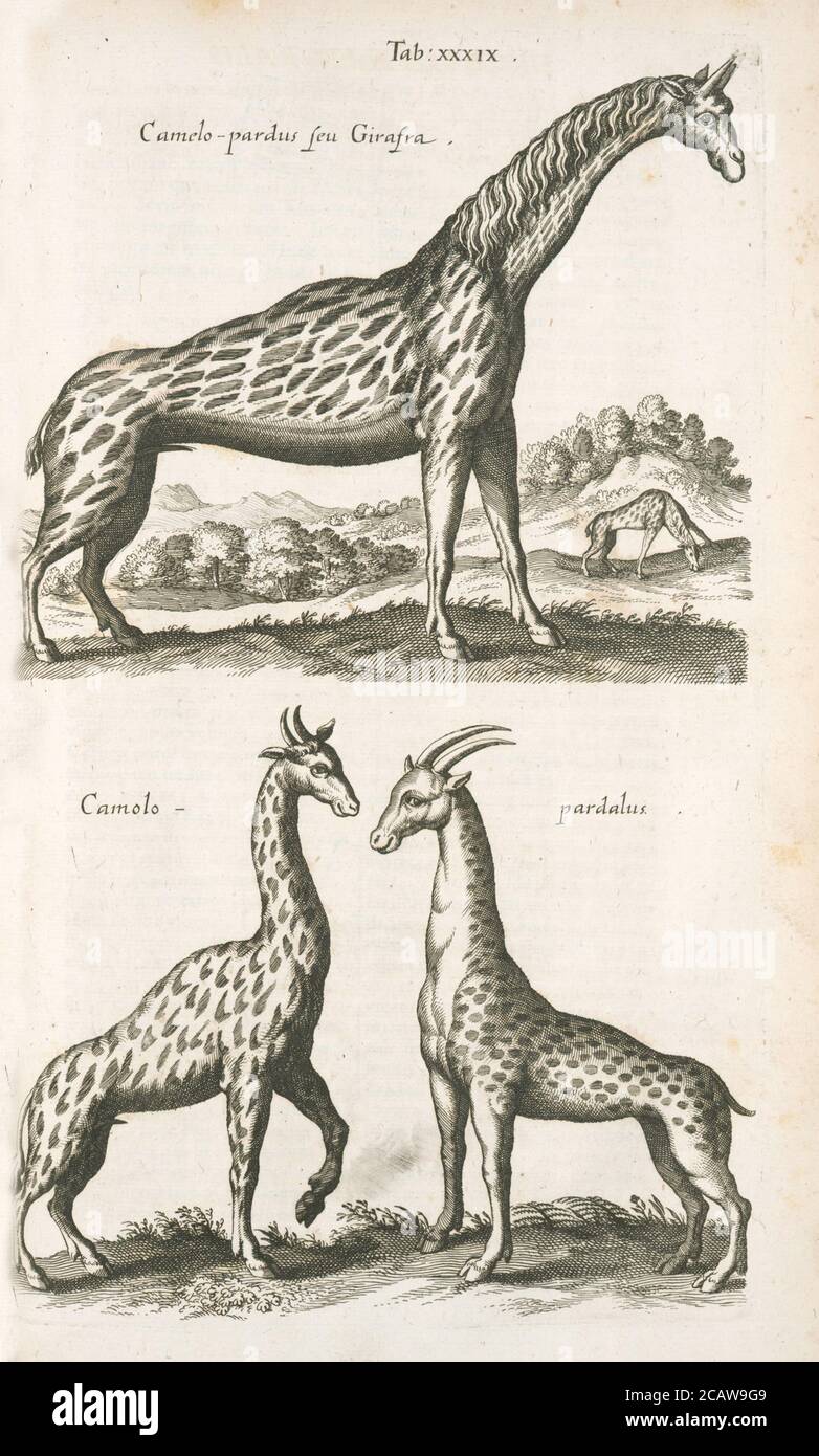 vintage animal illustration vintage classical artistic drawing Stock ...