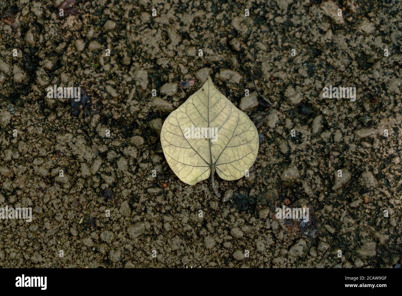 Top view closeup shot of the back of a fallen leaf on the ground Stock ...