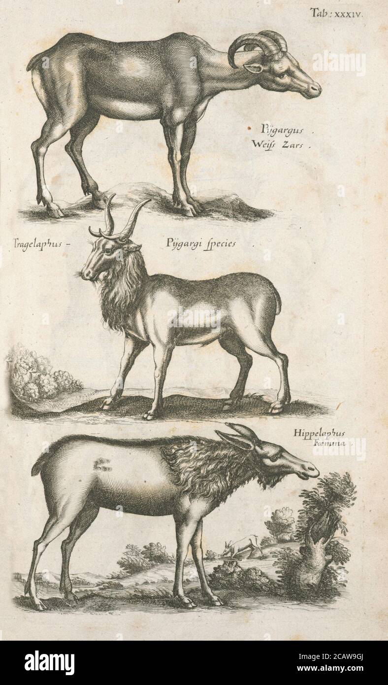 vintage animal illustration vintage classical artistic drawing Stock ...