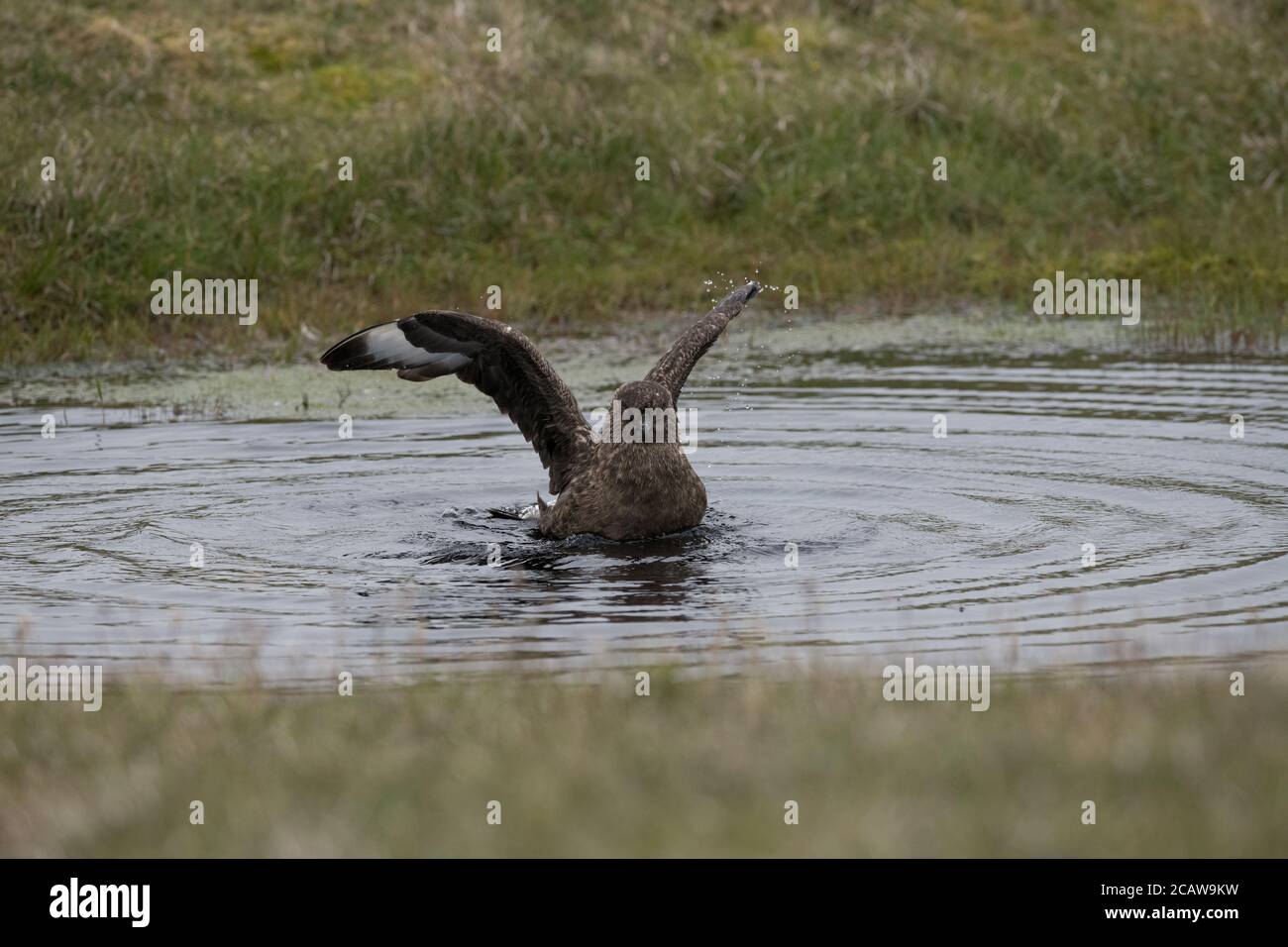 Great Skua bathing in small pool, in peat bog, Hermaness, Unst ...