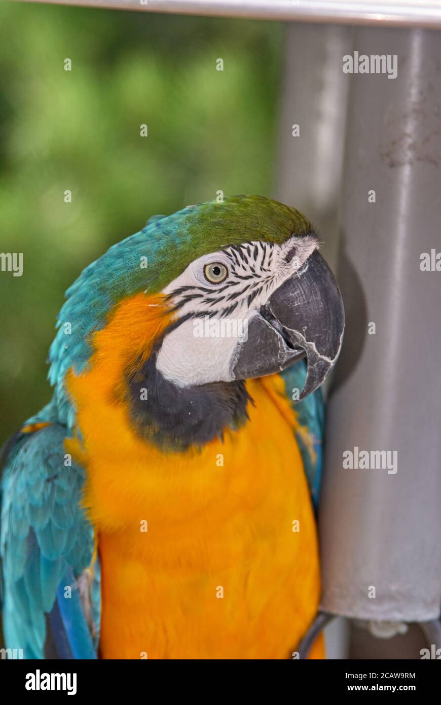 Colourful parrots hi-res stock photography and images - Alamy